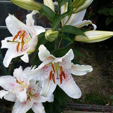 Lilium 'Extravaganza', Lily 'Extravaganza' (Oriental) - uploaded by ...
