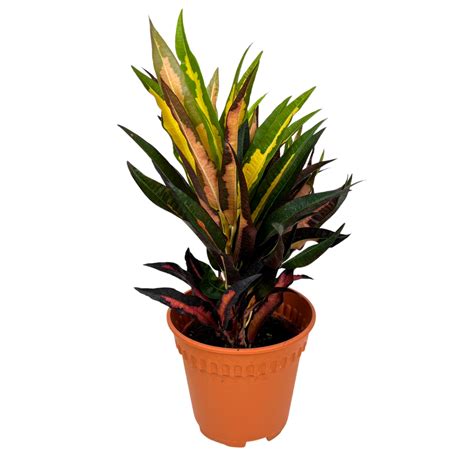 Codiaeum Mini Variegated Plant Jm Flower