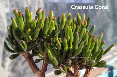 Як відрізнити популярні сорти грошового дерева красул Хоббіт