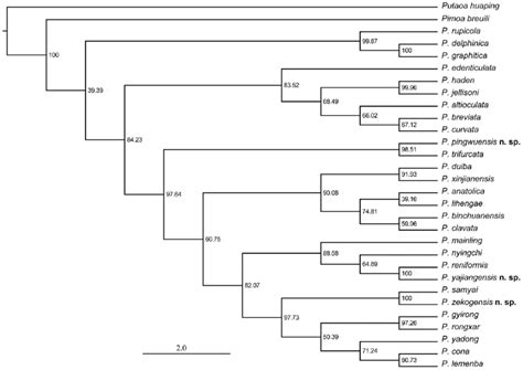 A Phylogeny Derived From Bayesian Analysis Of Combined Cytochrome C