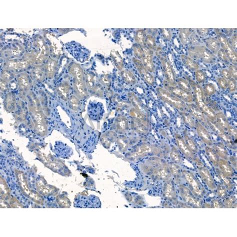 Polycystin 1 Antibody Affinity Biosciences Ltd亲科生物官网