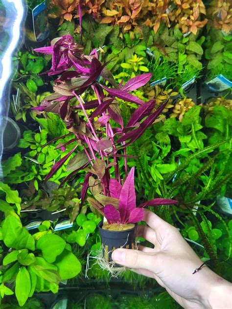 Alternanthera Sessilis