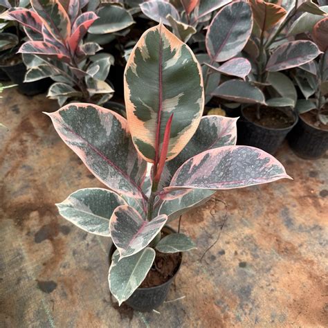 Rubber Plant Red Varigated Medium Size Pasumai Thottakalai