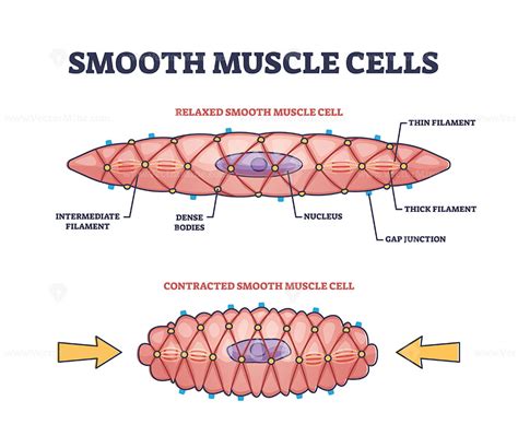 Human Muscle Cell Diagram Koibanainfo Smooth Muscle