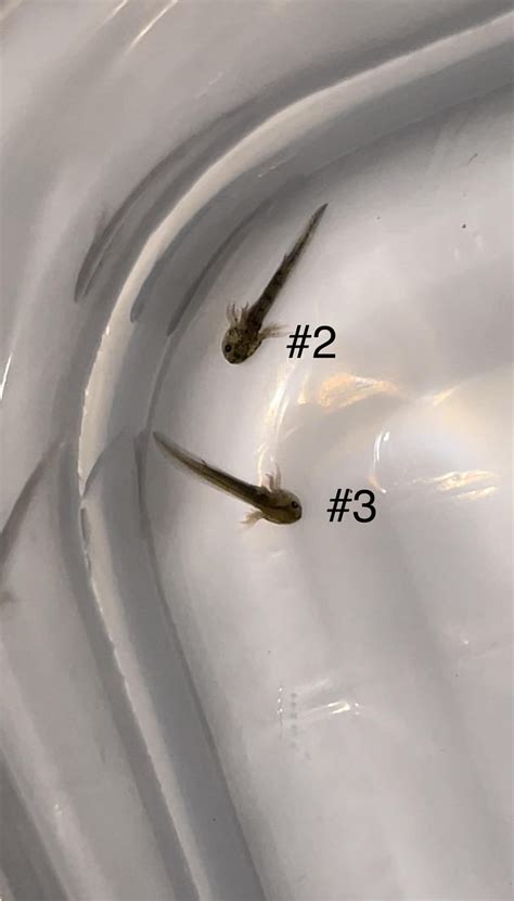 Hatchling Identification Raxolotls