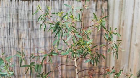 Disadvantages Of Planting Eucalyptus Trees On Your Lawn Global Ideas