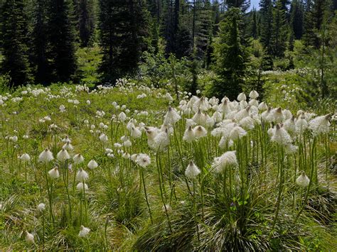 Beargrass Season At Blair Lake
