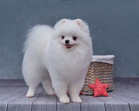 35 Pomeranian Haircuts Ideas For Dog Lovers Hood Mwr
