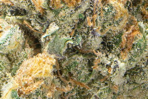 Mothball Haze 3 Eighth The Flowery