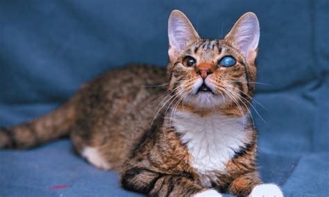 Blefaritis 83 Rechtenvrije Illustraties Stockfotos En Afbeeldingen