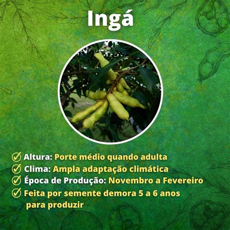 Muda De Ingá