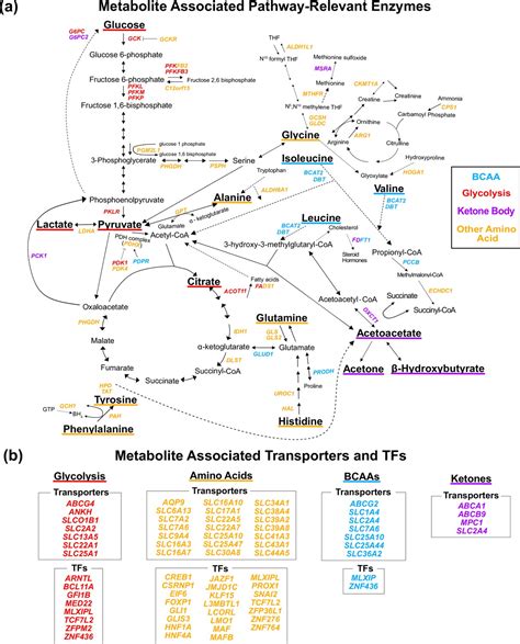 Integrative Analysis Of Metabolite Gwas Illuminates The Molecular Basis