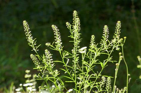 Floridas Wild Edibles Sharons Florida