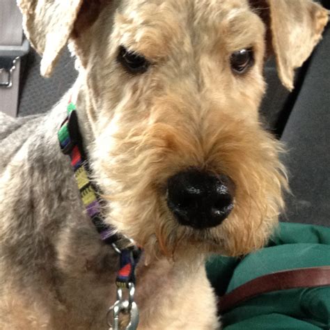 Atra Airedale Terrier Rescue And Adoption Finding Loving Homes One