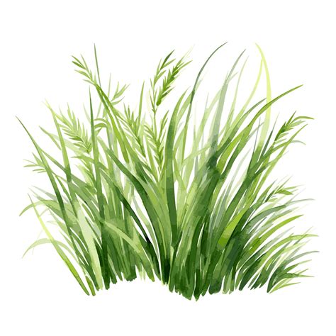 Premium Vector Hand Drawn Grass Watercolor Vector Illustration