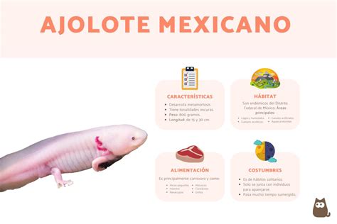 Ajolote Mexicano Por Que Esta En Peligro De Extincion Y