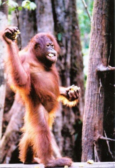 Orang Oetans Wikipedia