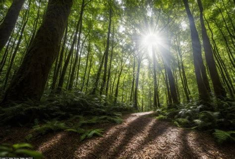 Sunlight Filtering Through A Lush Forest Canopy Casting Dappled