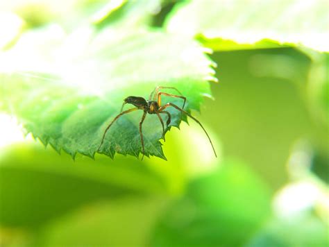 Macro Spider Free Photo Download Freeimages