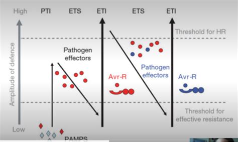 Pathogen Pti Suppression Flashcards Quizlet