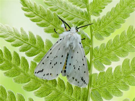 White Ermine Butterfly Conservation