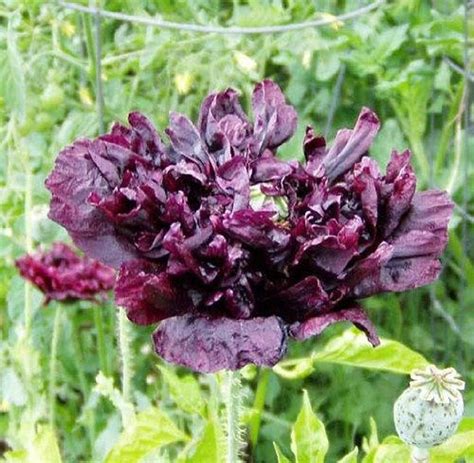 250 Black Peony Poppy Papaver Peoniflorum Flower Seeds Etsy