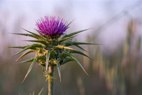 7 Health Benefits And Uses Of Milk Thistle Explained
