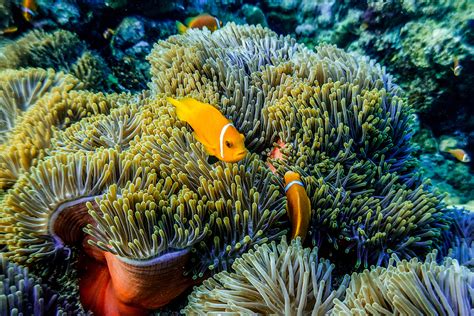 Mergulho Nas Maldivas Explore Os Mais Belos Recifes De Corais Com O W Maldives Qual Viagem