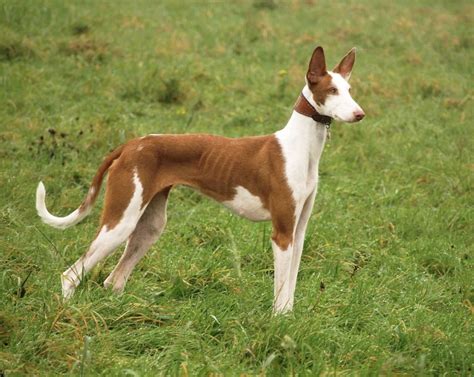 Ibizan Hound The Breed Archive