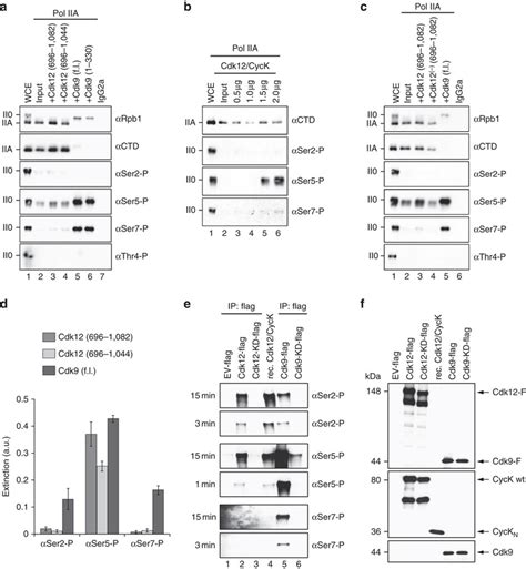 Cdk12cyck Is A Promiscuous Ctd Kinase Immunoprecipitated Pol Iia With