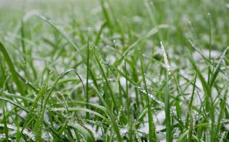 What Temperature Is Too Cold To Mow Grass Tipsforturf