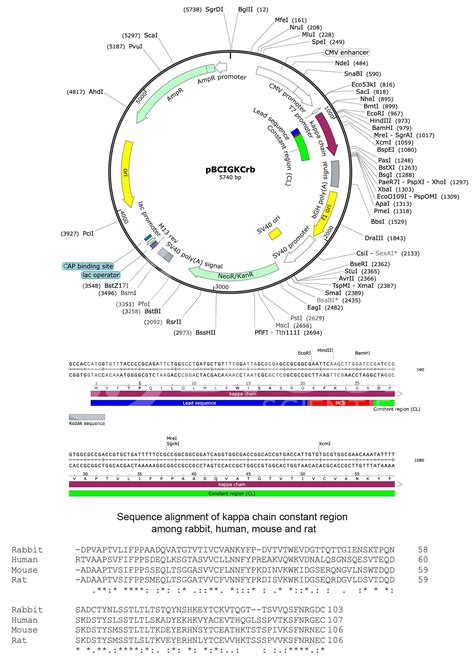 Universal Rabbit Antibody Expression Vector Bicell Scientific®