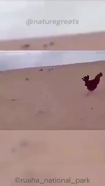 Peregrine Falcon Stoop Album On Imgur