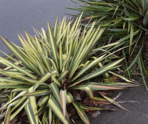 Colour Guard Yucca Adam S Needle Halifax Perennials Inc