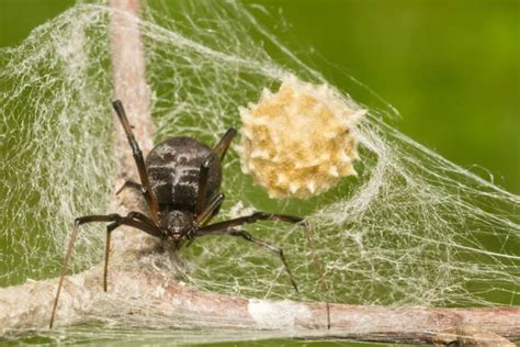 Araña Viuda Negra Latrodectus Mactans Fotografía De Stock