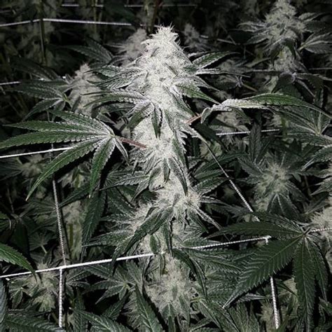 Triangle Mints Strain Sativa Dominant Focus Seeds 23 Thc