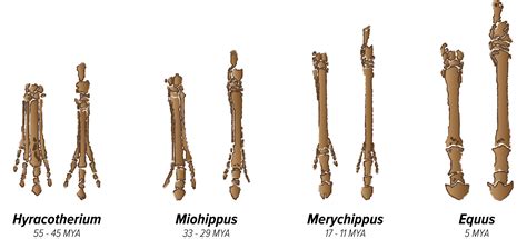 Miohippus Diagram