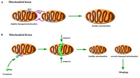 Pattern Diagram Of Mitochondrial Fusion And Fission A