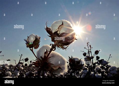 File In This Oct 12 2007 File Photo The Sun Sets On A Cotton Field