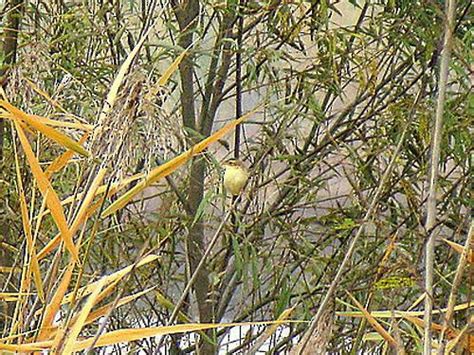 Photos Streaked Reed Warbler Acrocephalus Sorghophilus Birds Of