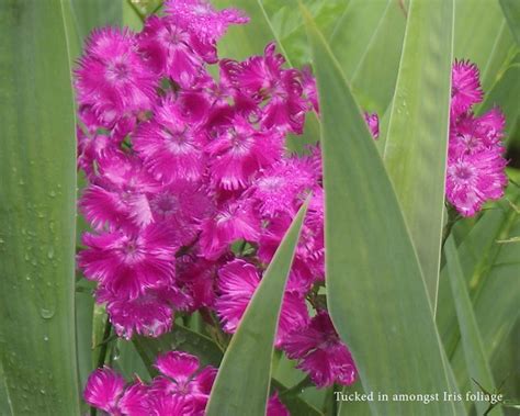 Product Viewer Dianthus Bouquet Purple