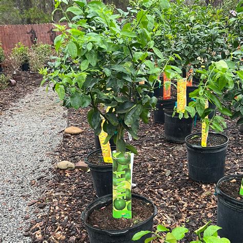 Lime Tree Persian Pooler Plant Pick Up Station
