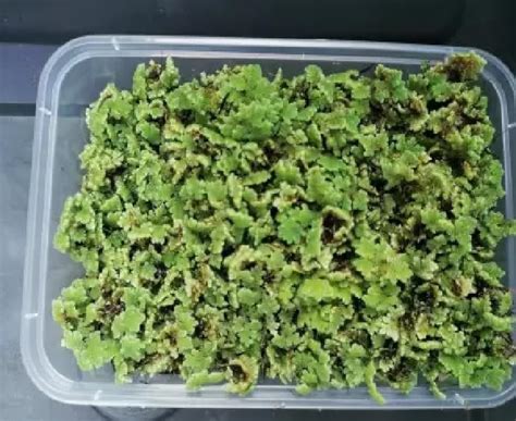 Buy Azolla For Cow Grasselephant Grasshen Eating Grassaquarium