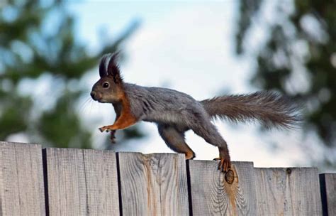 How Fast Are Squirrels Top Speed And How It Compares To Other Rodents