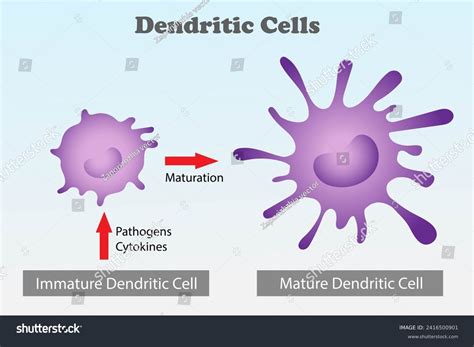 Dendritic Cells Diagram Science Education Illustration Stock