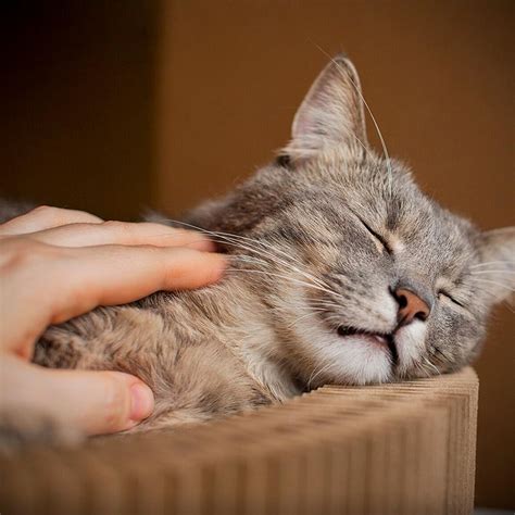 Understanding And Managing Pet Epilepsy Macclesfield Veterinary Practice