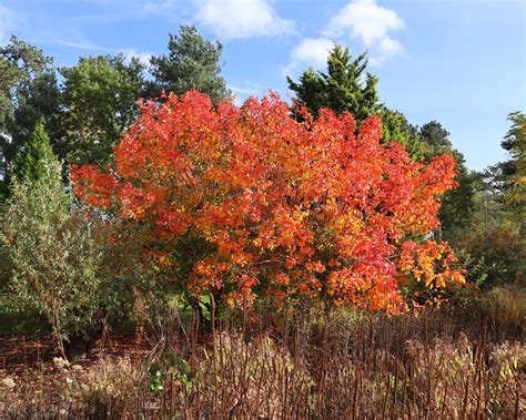 Cotinus Coggygria × Obovatus Trees And Shrubs Online