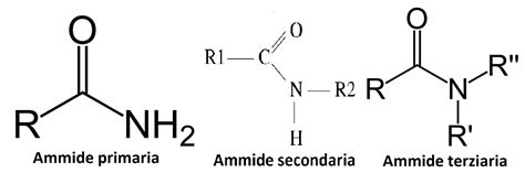 Ammidi Esteri Anidridi E Acidi Carbossilici Le Molecole Organiche