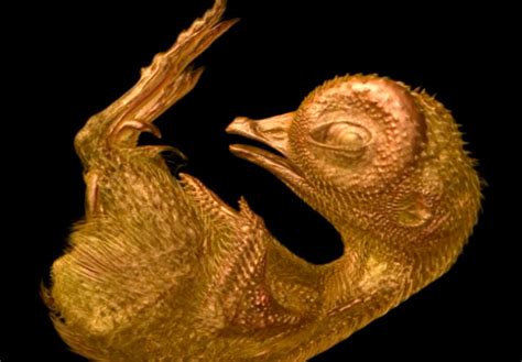 Video Of Quail Embryo Wins First Place In Third Annual Nikon Small