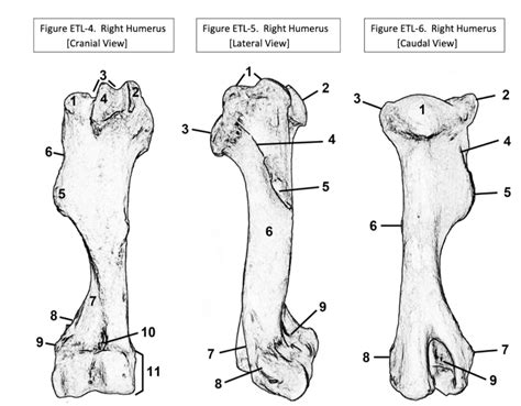 Equine Humerus Diagram Quizlet